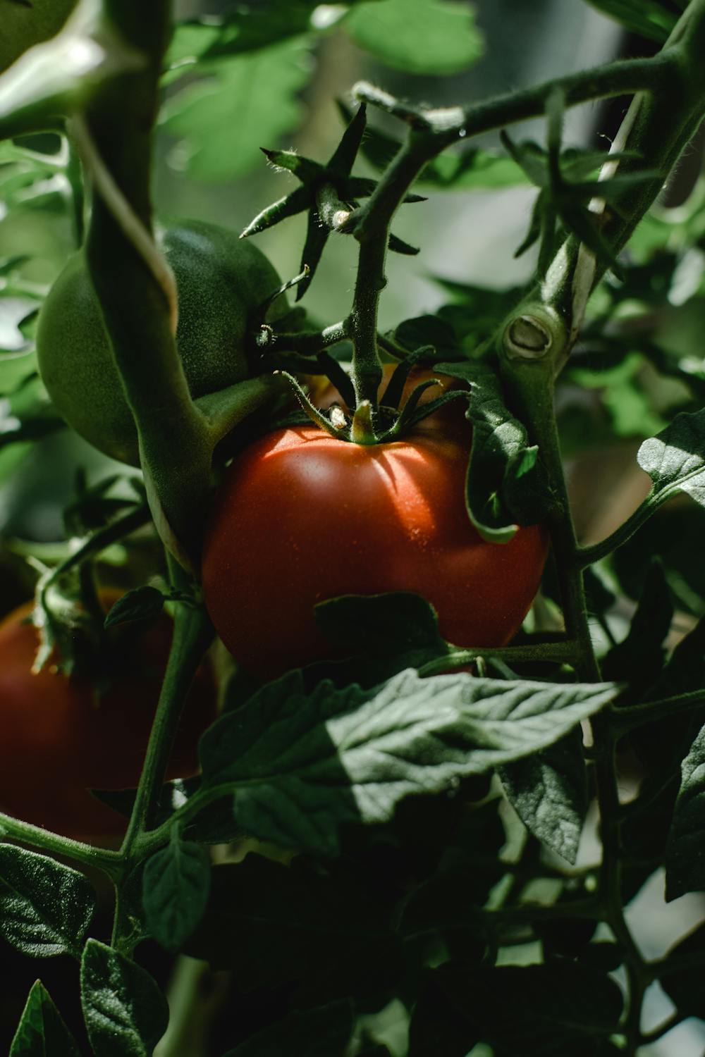 The Tomato From My Grandparents’ Garden – The Fellow's Table